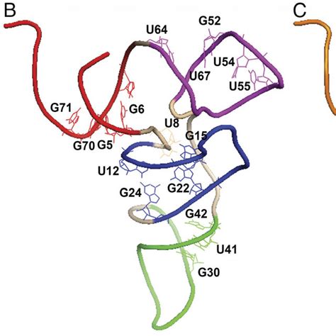Structure Of Trna Lys3 A Secondary Structure Of Trna Lys3 With Download Scientific Diagram