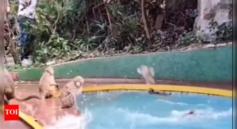 Watch Video Of Monkeys Jumping And Swimming In Pool Charms Internet Times Of India