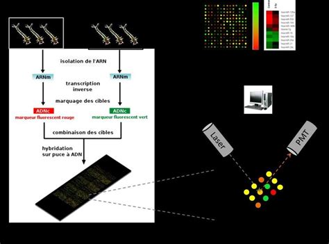 Principe Général Du Fonctionnement Des Puces à Adn Avec Deux