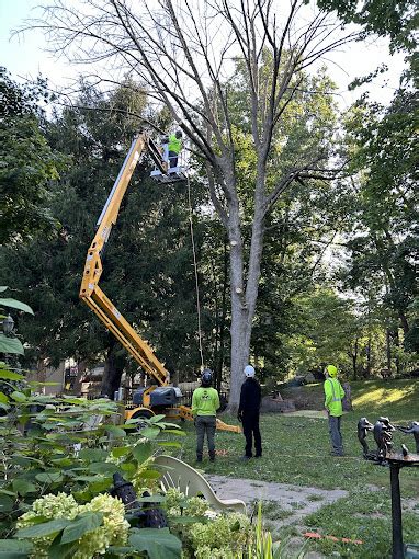 Rochesters Guide To Recognizing Common Tree Diseases And When To Call