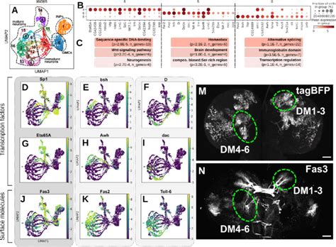 12 A Unique Combination Of Transcription Factors And Surface Molecules