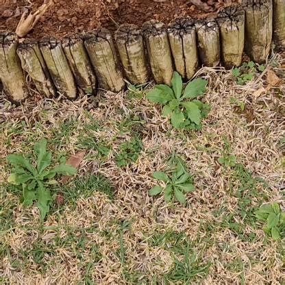 Weeds Object Detection Model By Augmented Startups