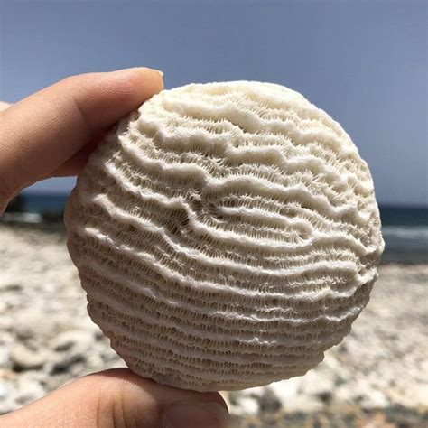 Brain Coral Fossil Collecting Natural White Coral Fossils Fossil Destination Wedding