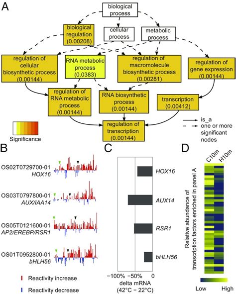 Genome Wide Rna Structurome Reprogramming By Acute Heat Shock Globally