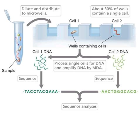 Hanaa Fayed On Linkedin Isolation And Sequencing Of Single Cells‼️ Sequencing Dna From Single…