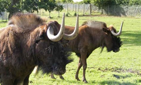 Black Wildebeest Lake District Wildlife Park