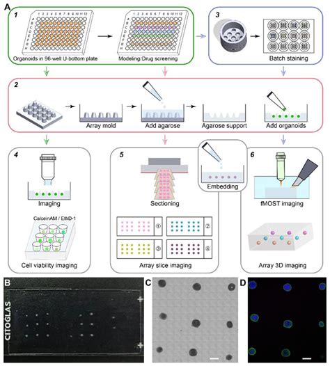 Scheme For Disease Modeling Array Embedding Batch Immunostaining And Download Scientific