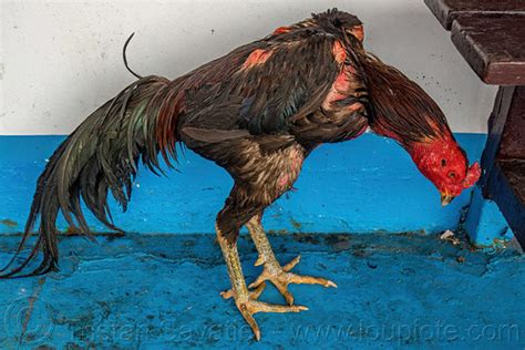 45 Photos Of Cockfighting And Gamecocks Album