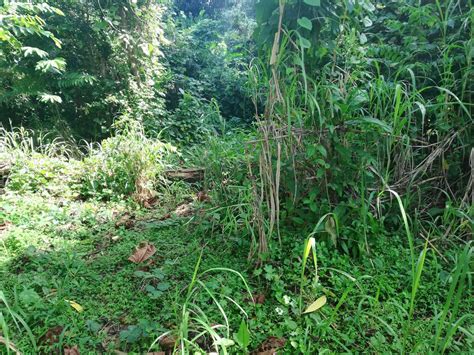 Land For Sale Belfast Estate Dominica Safe Haven Real Estate