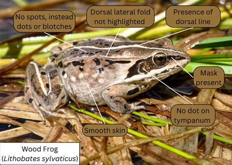 Wood Frog