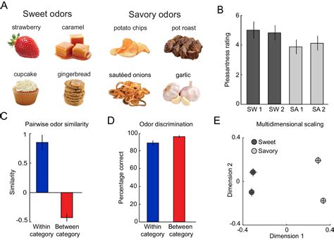 Sensory Prediction Errors In The Human Midbrain Signal Identity