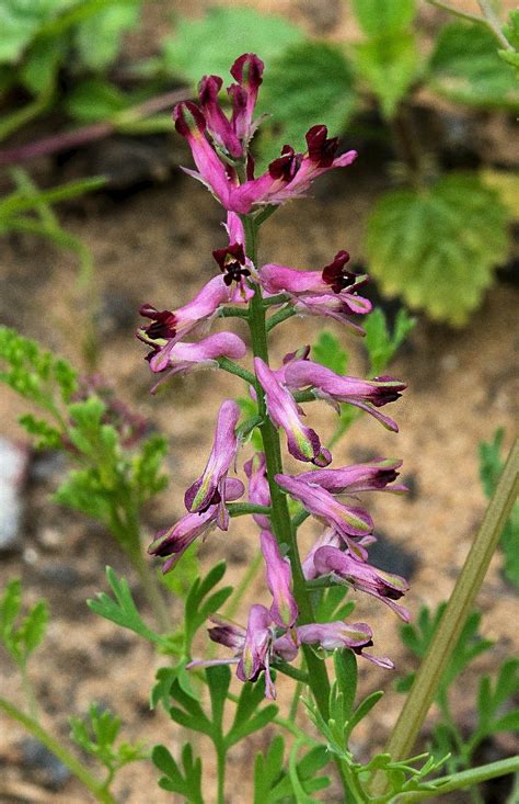 Fumaria Officinalis Common Fumitory West Glamorgan Flora
