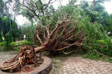 Waymarks On A Journey Roots Without Soil