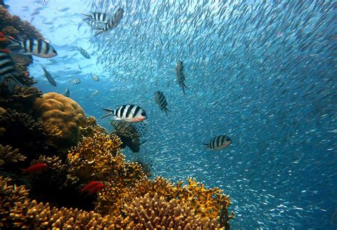 Oceanography