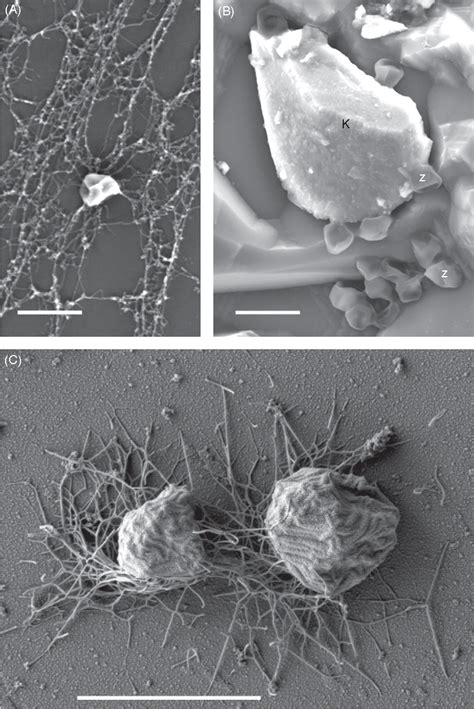 Figure 5 From Analysis Of The Ultrastructure Of Archaea By Electron