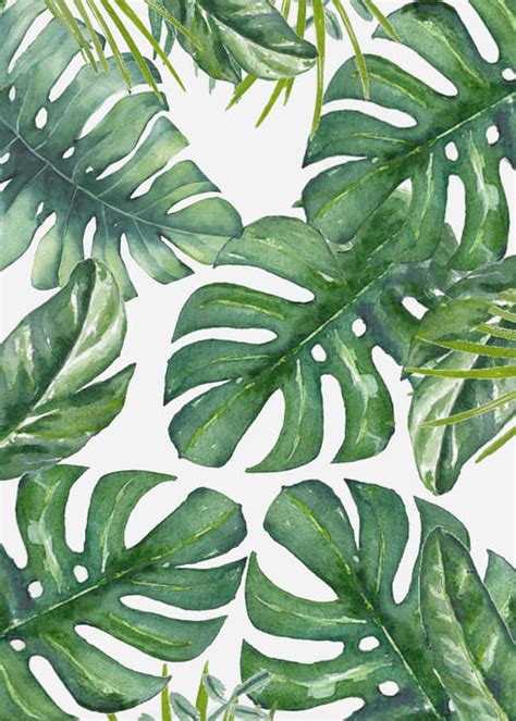 [900 ] Monstera Leaf Wallpapers