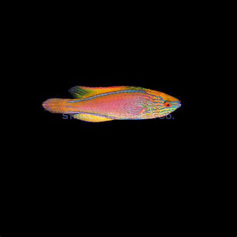 Lineatus Fairy Wrasse Male Lu6 Wysiwyg Strikers Reefing