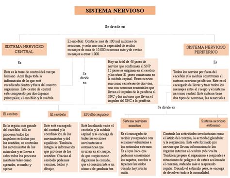 Mapa Conceptual Snc Y Snp Pdf Sistema Nervioso Anatomía