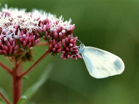 پروانه ی سفید روی گل