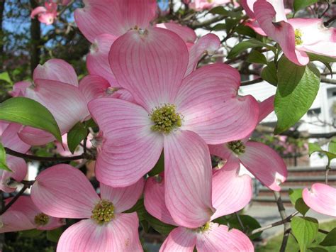 Cornus Florida Cornaceae Image 40829 At