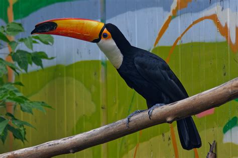 Большой тукан, Toco Toucan | Московский зоопарк, Moscow Zoo | Flickr