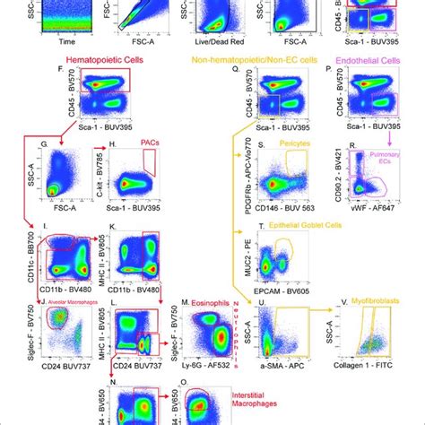 Gating Tree For Lung Cell Phenotyping The Gating Hierarchy For Cell