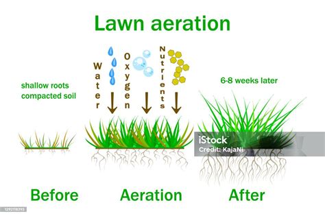 잔디 폭기 잔디 폭기 단계 일러스트 절기 전후 잔디 잔디 관리 서비스 원예 및 조경 디자인 통기에 대한 스톡 벡터 아트 및 기타 이미지 Istock