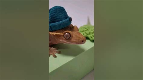 크레스티드게코 도마뱀 모자 Youtube