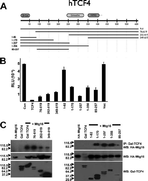 Mapping Of Tcf4 Repression Domains And Tcf4 Motifs That Mediate Mtg