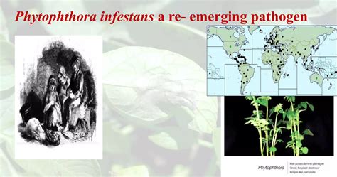 Phytophthora Infestans A Re Emerging Pathogen Ppt
