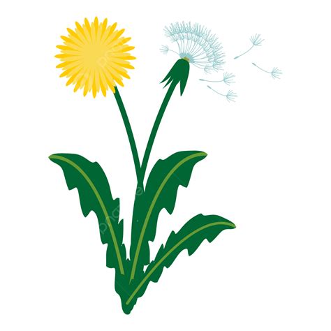 Beautiful Dandelion Clipart Flower Dandelion Clipart Flowers Png And