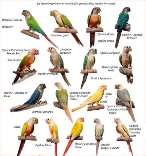 Colorful Parrots English And Spanish Names Colorful Parrot