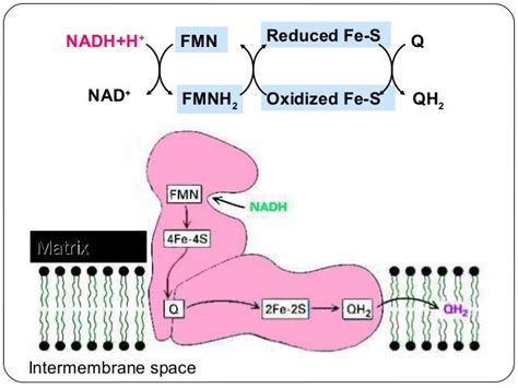 Biological Oxidation 3