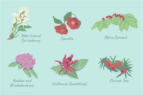 Shrubs That Thrive In Part Shade To Full Shade Shrubs Shade Loving Shrubs Shade Shrubs