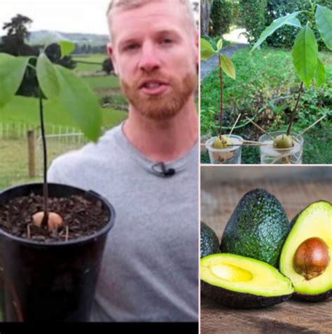 Да не съм луда да давам в магазина по 3 лв за брой Ето как да си отгледате авокадо от костилка