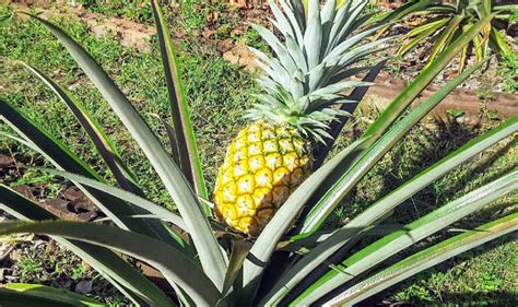 Guía Práctica Para Cultivar Piña Técnicas Y Cuidados