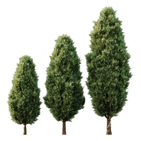Italian Cypress Tree08 3d Model Download Maxve