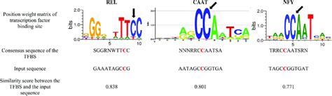 Specific Transcription Factor Binding Sites For The Major Allele C Of Download Scientific