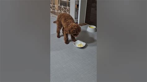 아찌가 좋아하는 사과~~ Youtube