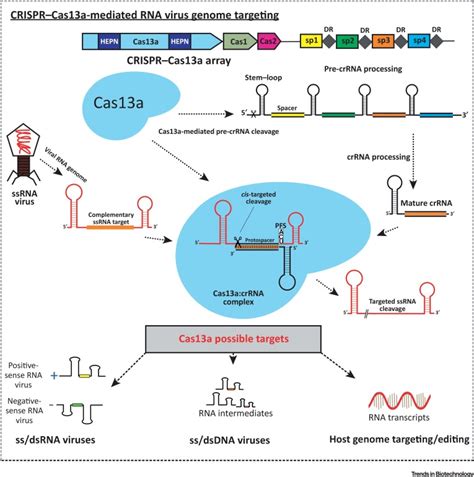 Rna切割用重组crispr Cas13a蛋白 专题推荐 新闻中心 西宝生物科技（上海）股份有限公司 Powered By