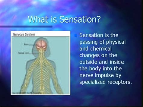 The Nervous System By Stephanie Jj And Katie