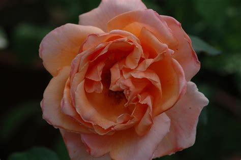 Just Joey Rose Orange 06 M X 06 M Kant 1973 Rosa Just Joey