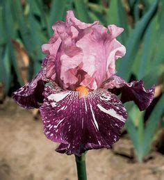 1000 Images About Colorful Iris Plants On Pinterest Irises Bearded Iris And Beards
