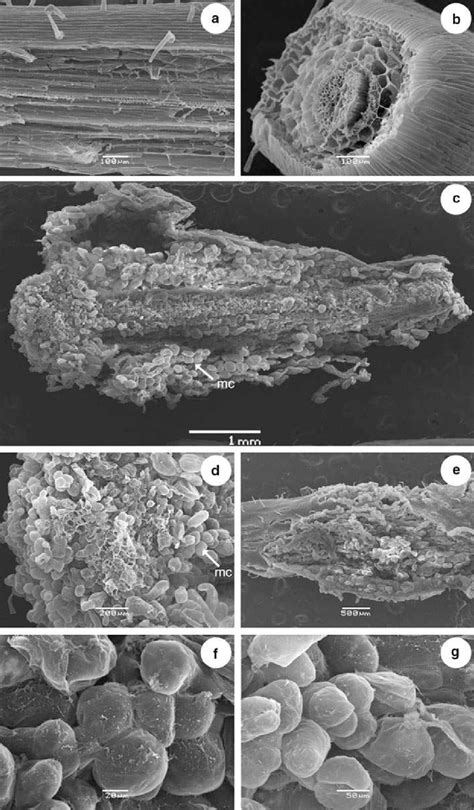 Scanning Electron Micrographs Of Se Induction From 0 To 12 Days Of