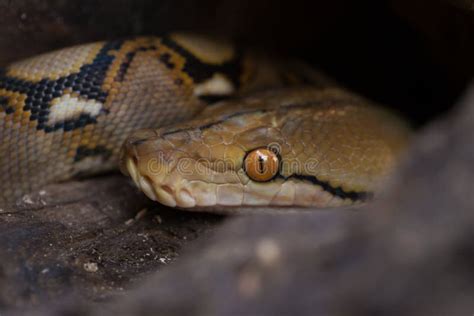 Python Boa Constrictor Stock Image Image Of Python Constrictor 8904623