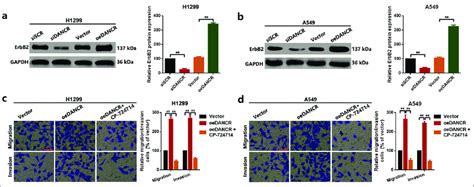 DANCR Enhanced Migration And Invasion By Upregulation Of ErbB In SPCA