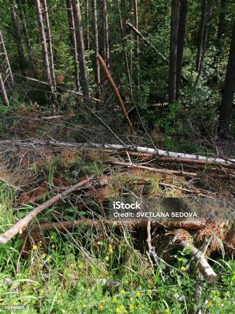 톱 나무 줄기 나무는 숲에서 그루터기로 절단되었다 톱에 놓인 소나무의 장작이 바닥에 놓여 있습니다 0명에 대한 스톡 사진 및 기타 이미지 Istock