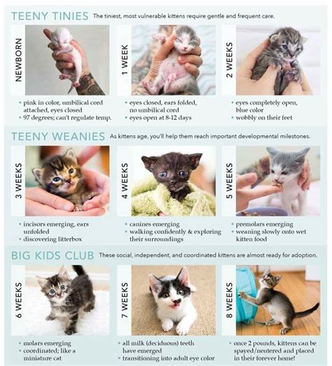 Kitten Age By Weight Chart Educational Chart Resources