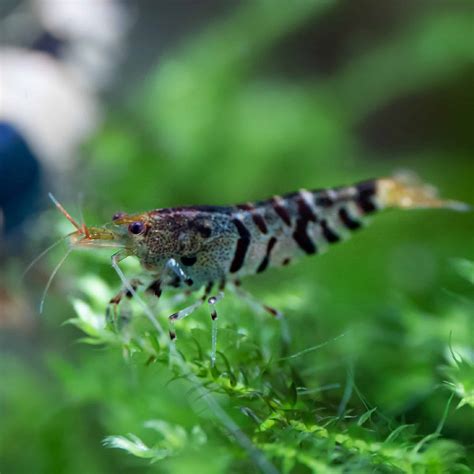 Super Tiger Shrimp Wild Type Planted Tank Mates