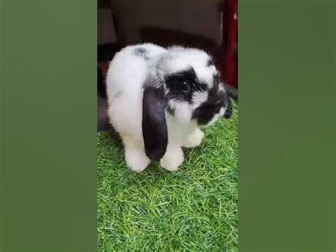 kelinci holland loop budyrabitry - YouTube